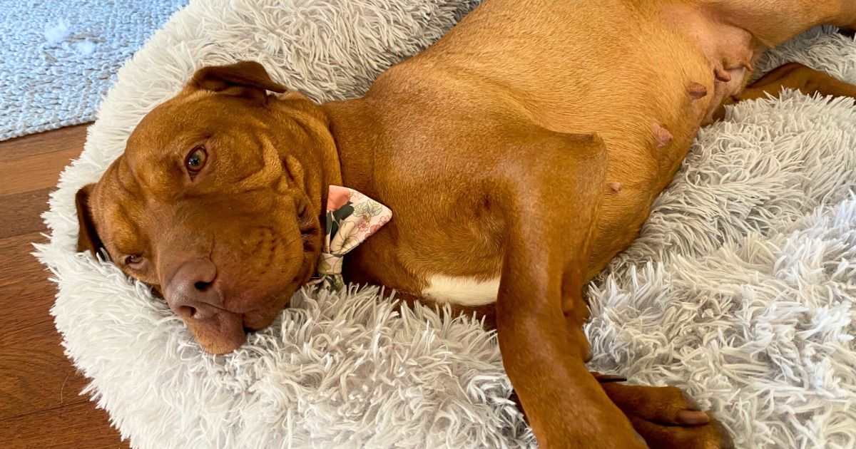 RSPCA SA : Spring Newsletter FY25 - Mittens & Pups