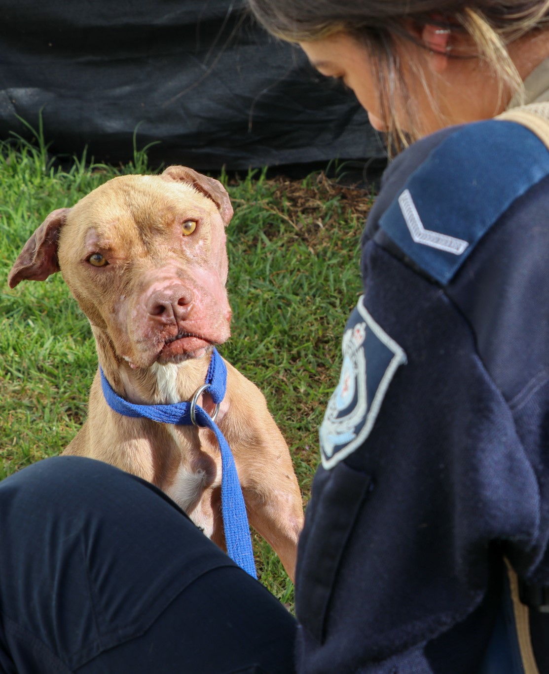 RSPCA SA : Ivy - Tax Appeal FY23