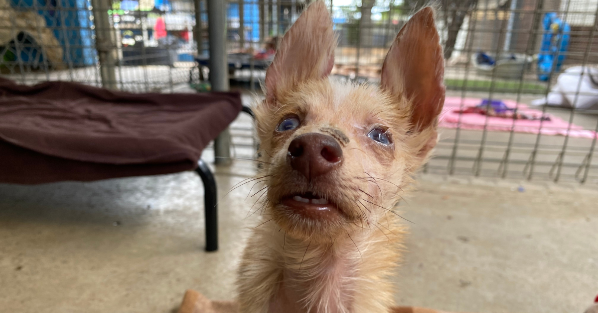 RSPCA SA : Cooper - Feb Appeal FY25