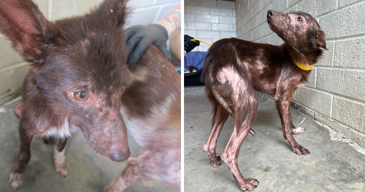 RSPCA SA : Autumn Newsletter FY25